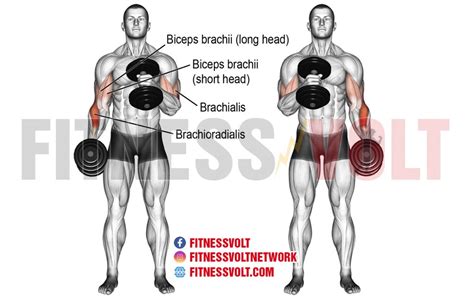 Bicep Curl Different Grips At Jamie Gibb Blog