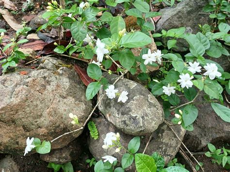 Sambac Jasmine Or Jasminum Sambac Is A Species Of Jasmine Native To Tropical Asia Jasmine