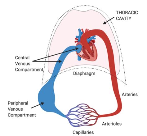 9 Cardiac Output And Venous Return Flashcards Quizlet