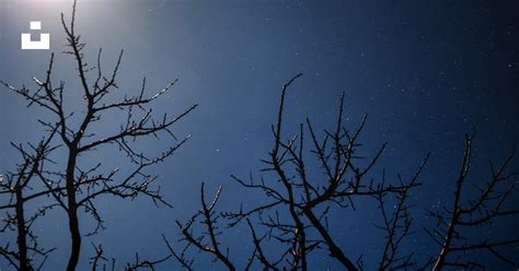 보름달이 나무 위의 하늘에 빛난다 사진 Unsplash의 무료 자연 이미지