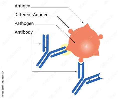 Pathogen Infectious Microorganism Or Agent Antibody And Pathogen