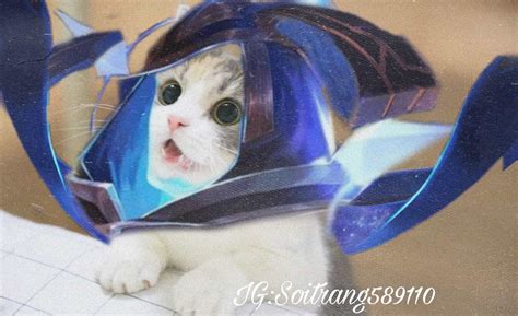 Ảnh Mèo Liên Quân Mèo Liên Quân đẹp