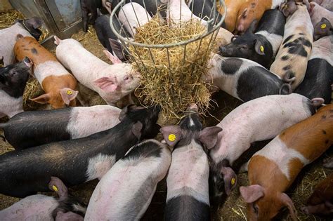 Are Amino Acids The Missing Link In The Tail Biting Debate