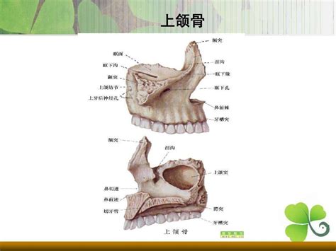 口腔颌面部解剖图解 图库 五毛网