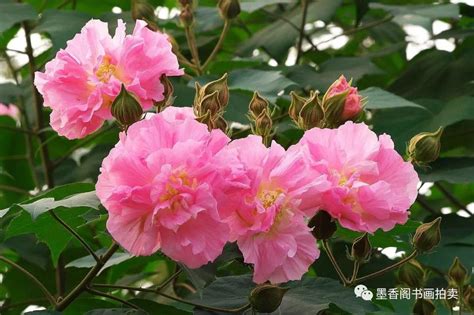 国画写意花鸟芙蓉的画法