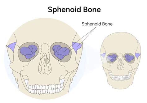 Sphenoid Bone Detailed Analysis Of Location Structure And Clinical Significance Anatomy Note