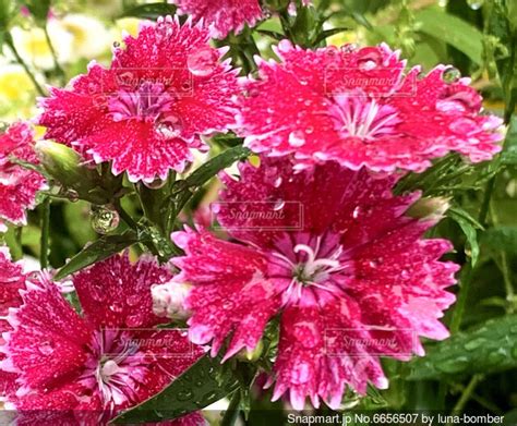 雨に濡れる濃いピンクのナデシコの花アップの写真画像素材 Snapmartスナップマート