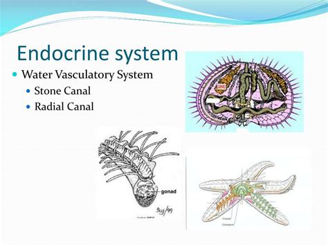 Ppt Echinoderms Powerpoint Presentation Free Download Id 2018898