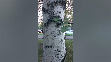 берёзка как растут веточки 😯😀 Youtube