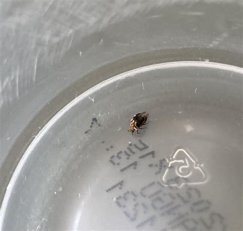 Tiny Tiny Black Bug With Wings R Whatsthisbug