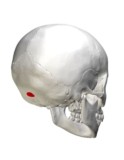 Occipital Bone Anatomy Function And Treatment
