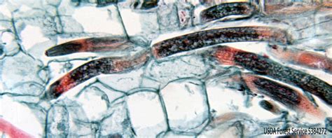 Burrowing Nematodes Biobee