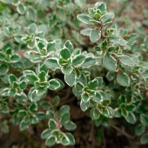 Купить Тимьян лимоннопахнущий Variegated Leaves - Тимьян - GardenPlants