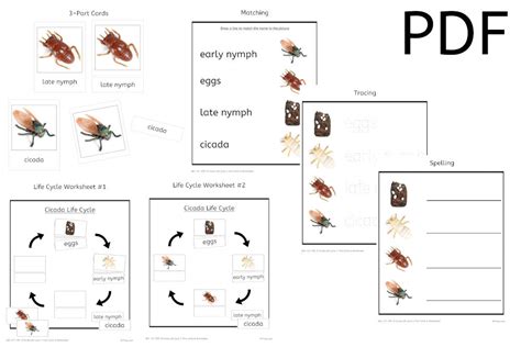 Cicada Life Cycle 3 Part Cards And Worksheets Pdf Ifit Montessori