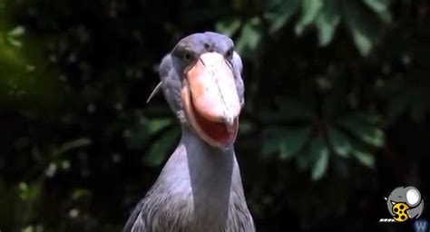 تنها دایناسور زنده در کره زمین فیلو