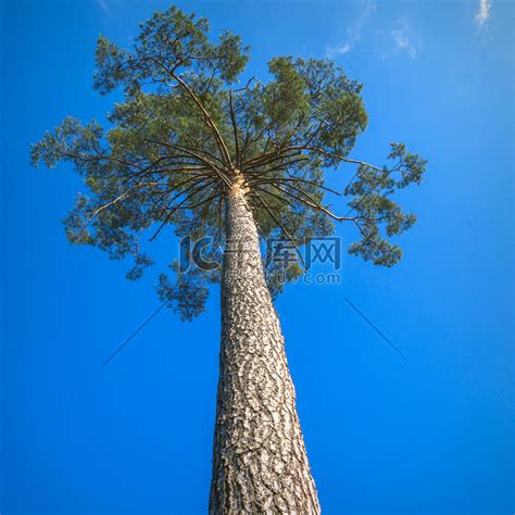 树高清摄影大图 千库网