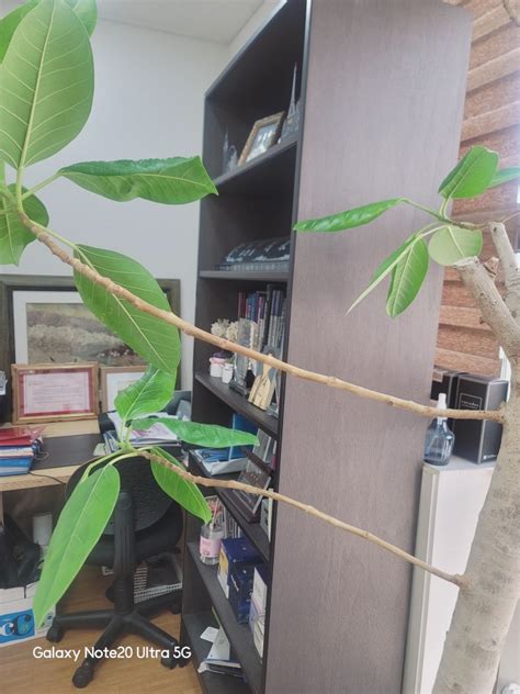 뱅갈고무나무 가지 치기 지식in