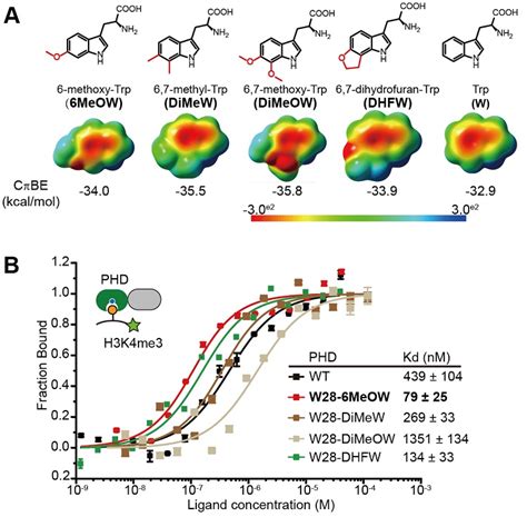 浙江大学林世贤团队jacs：活细胞内增强阳离子 π相互作用的设计及其应用 X Mol资讯