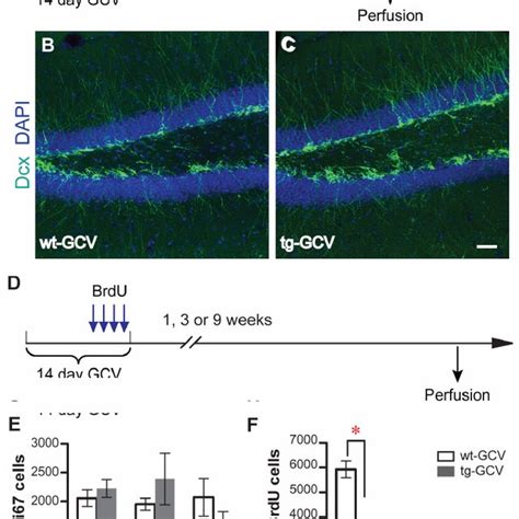 Pdf Adult Born Hippocampal Dentate Granule Cells Undergoing Maturation Modulate Learning And