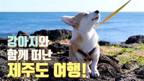 강아지와 함께 떠난 제주도 여행 반려견 동반 꿀팁 Youtube
