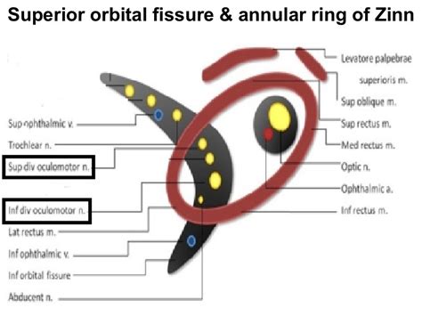 Trochlear Nerve