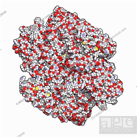 Coagulation Factor Xiii Fxiii A Subunits Molecular Structure Stock