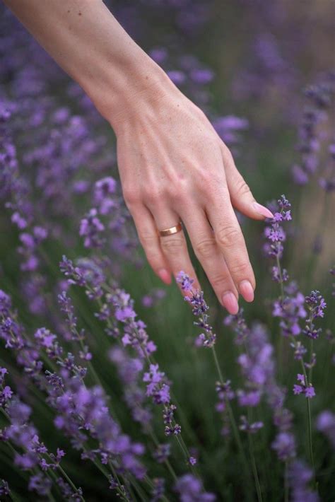 Лаванда Лаванда Лавандовые поля Фотографии