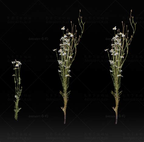 Blender写实植物花草模型blender布的03 Blender布的