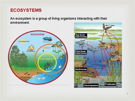Introduction The Structure And Function Of An Ecosystem