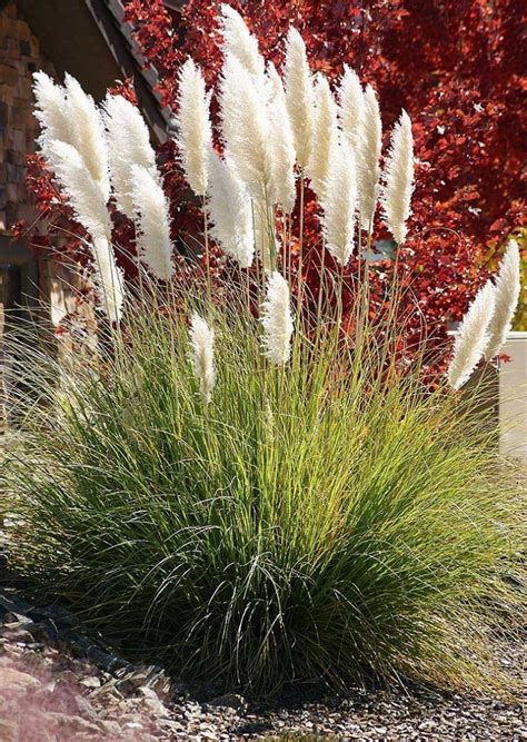 Dwarf Pampas Grass Sensationdb