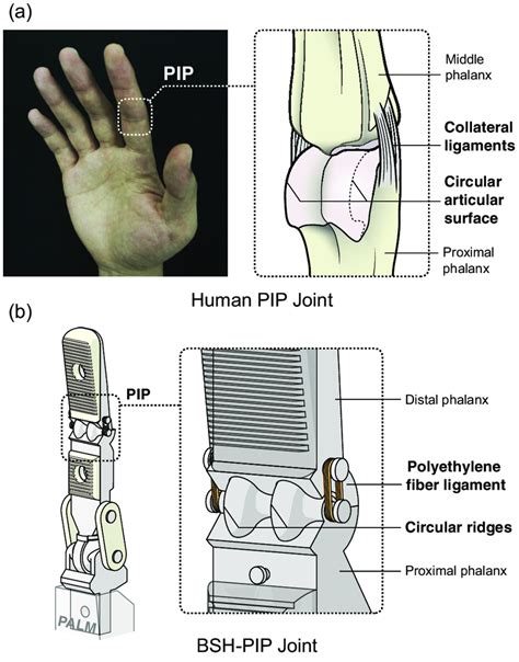 Structural Schematic Diagram Of A The Human Proximal Interphalangeal Download Scientific