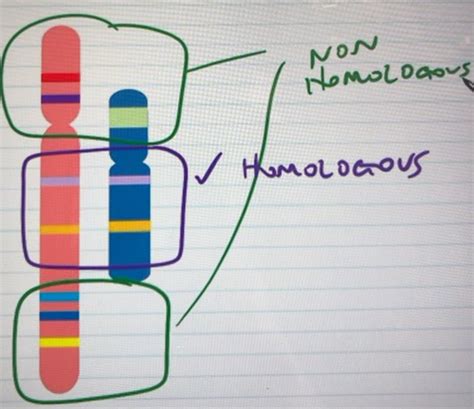 Human Genetics Sex Linkage And Pedigree Diagrams Flashcards Quizlet