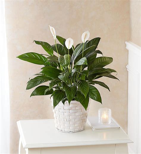 Peace Lily Plant 161834