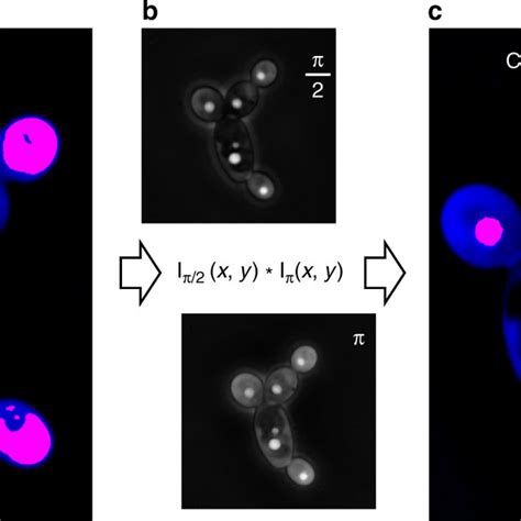 Image Processing By Spatial Cross Correlation A The Quantitative Phase