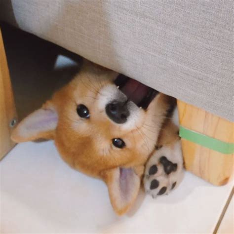 Master Hung Shibainu Seafood Threads Say More