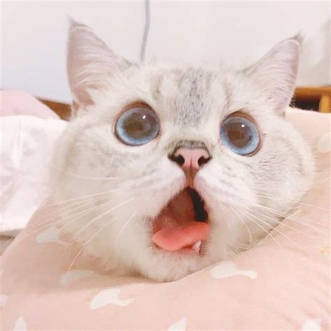 Nana cat かわいい子猫 子猫 キュートな猫