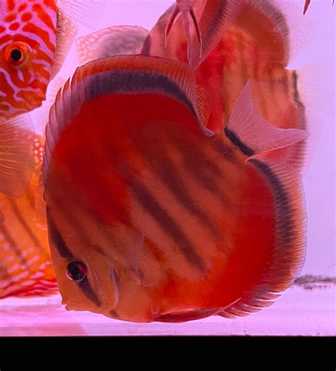 Discus Heckel Ica Red S Discus Ica Red S Heevis