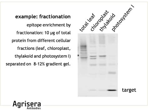 Western Blot
