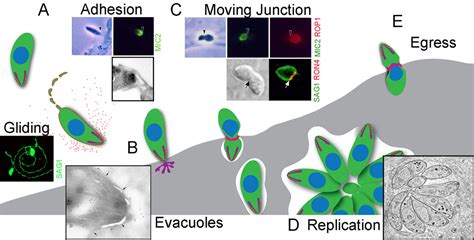 How Apicomplexan Parasites Move In And Out Of Cells Pmc