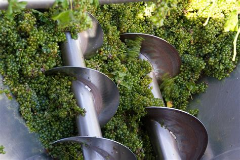 6 სექტემბრის მონაცემებით კახეთში 6 6 ათასი ტონა ყურძენია გადამუშავებული