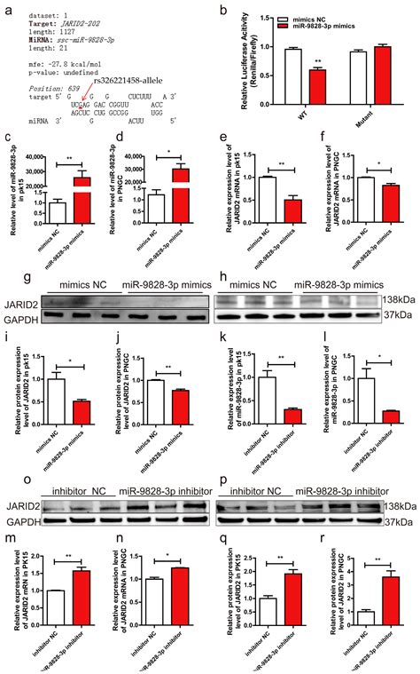A Functional Single Nucleotide Polymorphism In The 3′ Untranslated