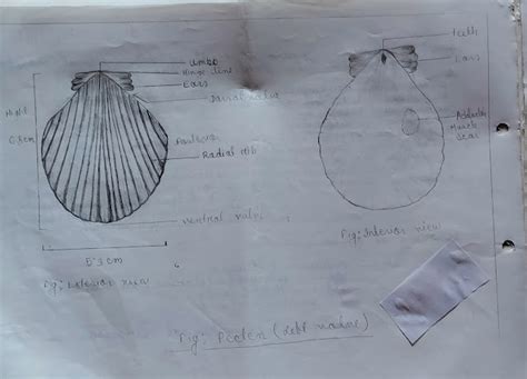 Bivalve Identification