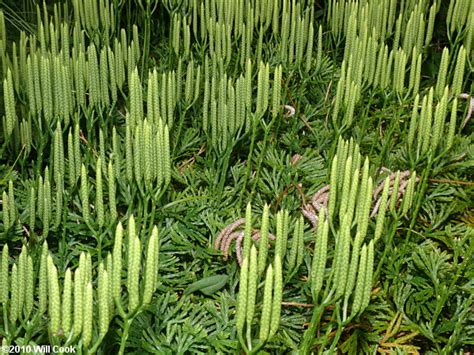 Running Cedar Fan Ground Pine Lycopodium Digitatum