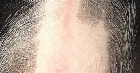 Not Sure What This Swollen Red Linerash Is On My Dog Help Album On