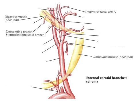 Anatomy Zone External Carotid At Susan Lebrun Blog