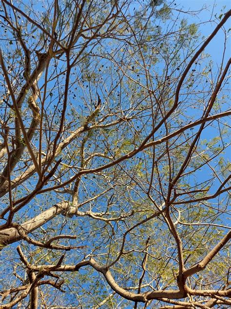 树 场地 亲爱的 Pixabay上的免费照片 Pixabay