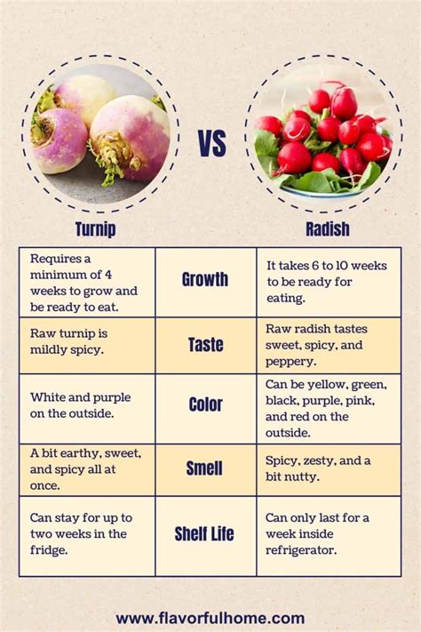 Turnip Vs Radish Know The Difference Flavorful Home