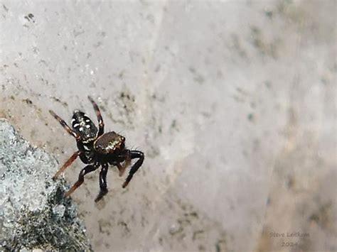 Jumper Id Bugguidenet