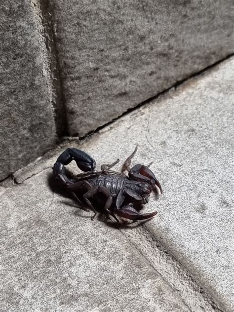 What Kind Of Scorpion Is This R Scorpions