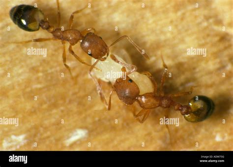 Pharaoh Ants Bite